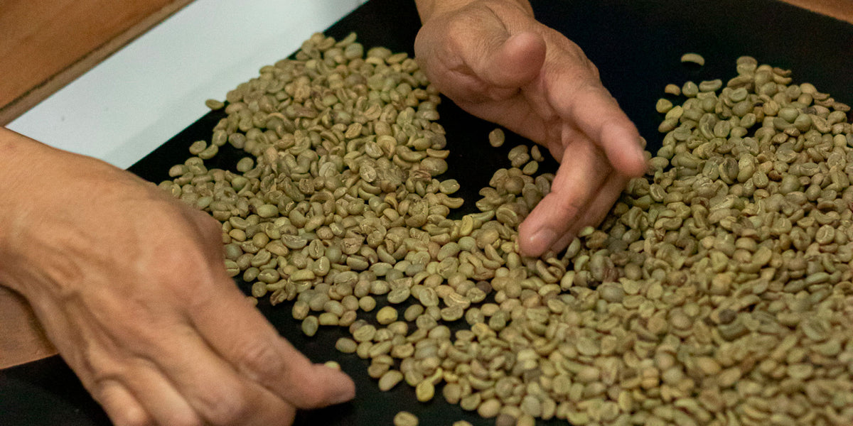 Contaminaciones y defectos en el café — Tueste Café